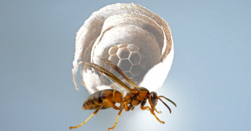 Paper Wasps: Behavior, Dangers | Garfield Pest Control NH