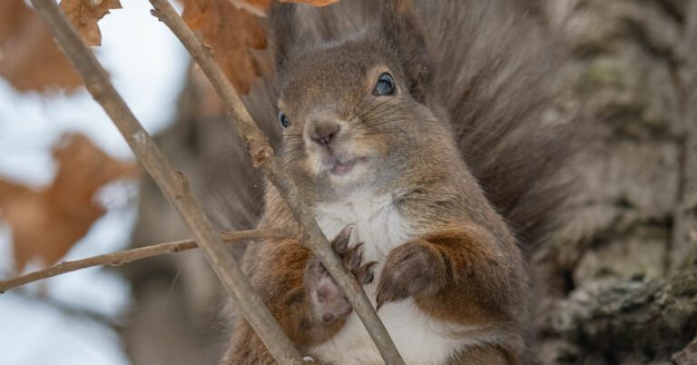 How To Manage & Prevent Rodents In The Winter | Garfield Pest Control