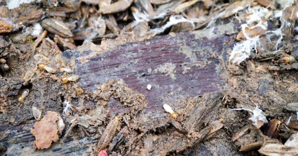 5 Telltale Warning Signs Of Termites | Garfield Pest Control