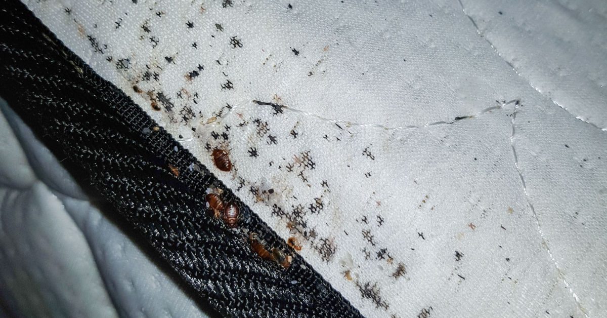 8 Signs Of A Pest Infestation | Garfield Pest Control | NH