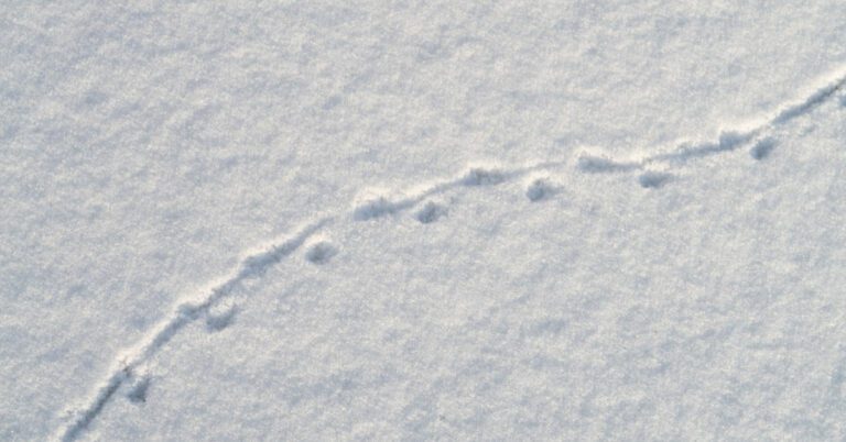 8 Signs Of A Pest Infestation | Garfield Pest Control | NH