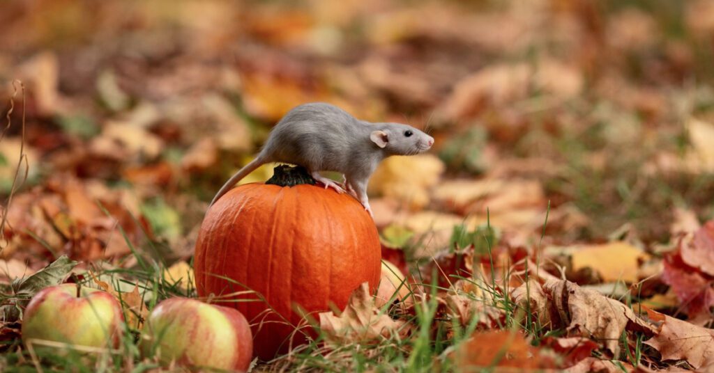 Rat And Mouse Season: Fall's Unwelcome Visitors | NH