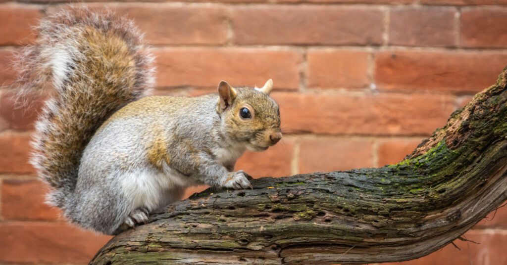 4 Squirrel-Related Diseases & Health Risks | Garfield Pest Control