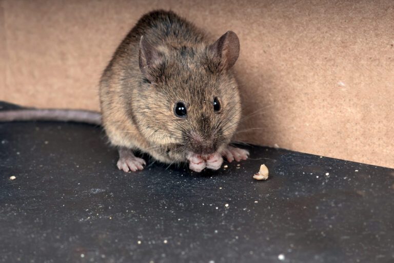 Rodent Identification: The Different Types | Garfield Pest Control