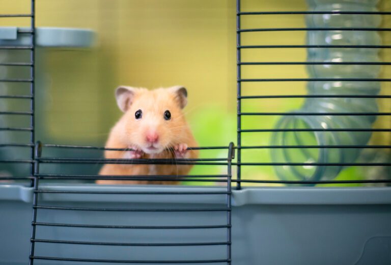 Rodent Identification: The Different Types | Garfield Pest Control