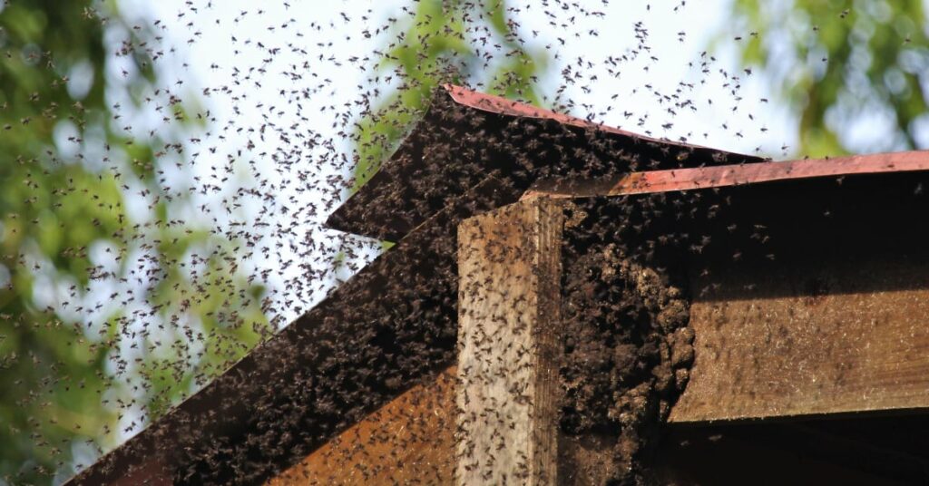 How To Control Bees, Wasps & Hornets | Garfield Pest Control