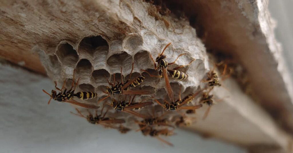 Types Of Wasps To Watch Out For In NH | Garfield Pest Control